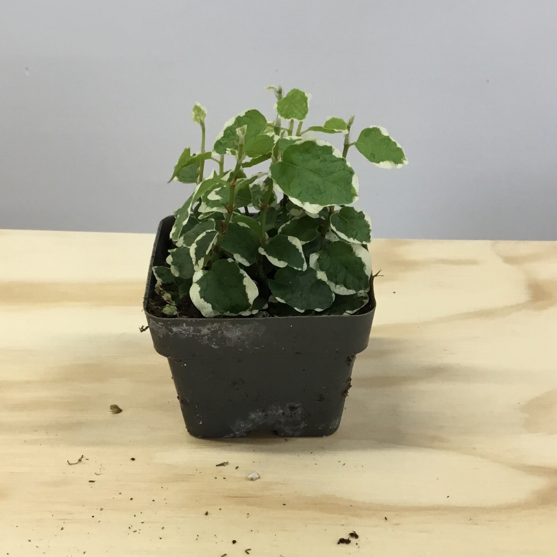 Ficus repens ‘Variegata’ - “Creeping Fig” | Plant Shop Chicago