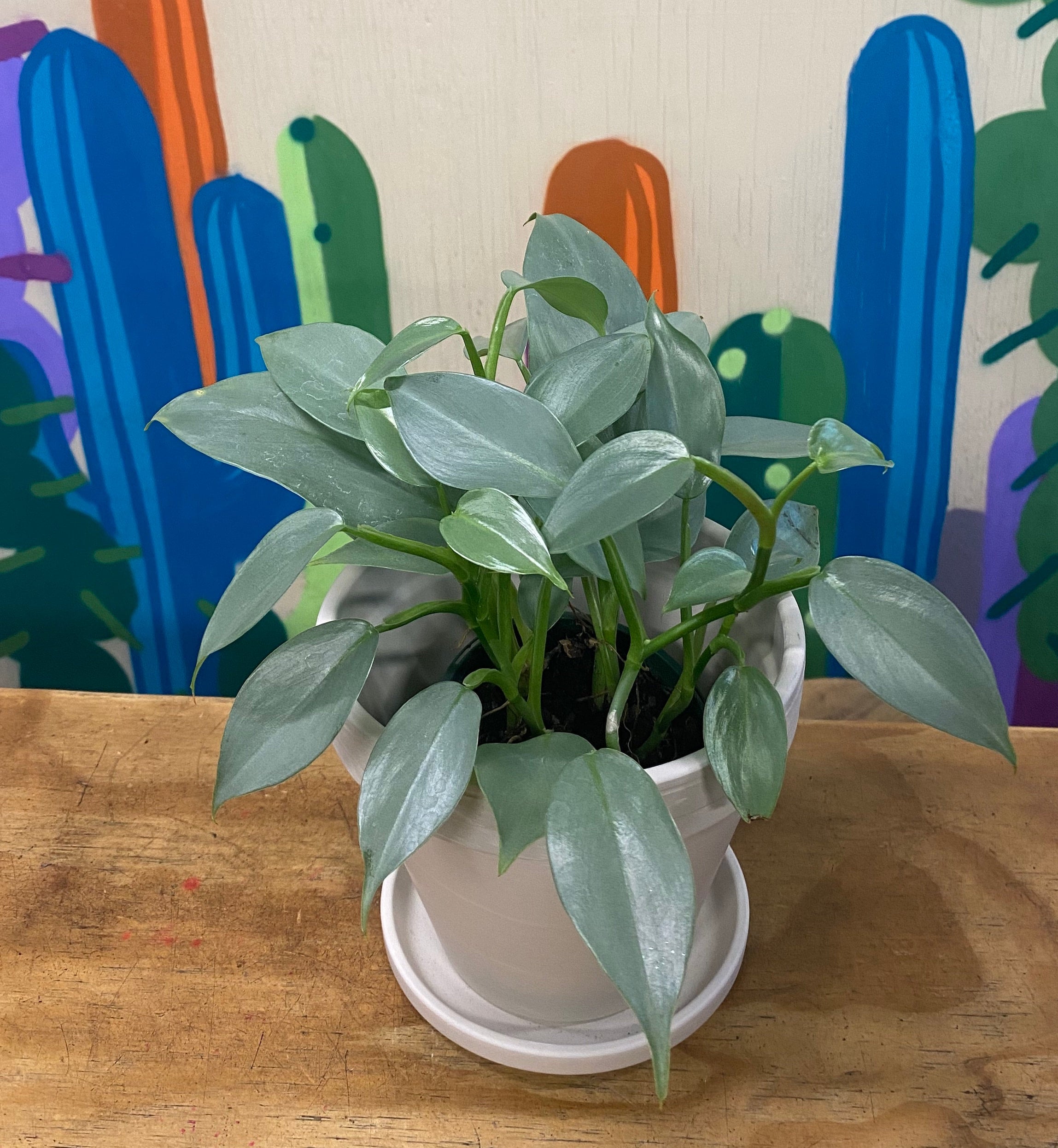 Potted Philodendron 'Silver Sword' | Plant Shop Chicago
